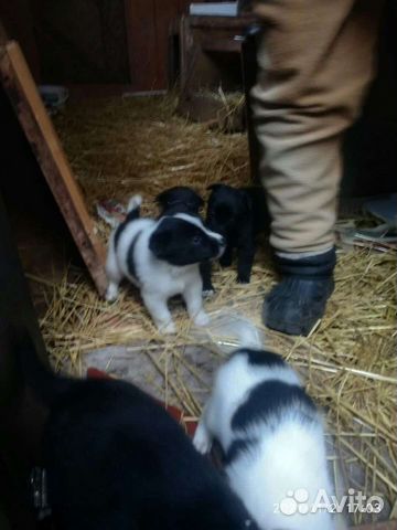 Замечательные щеночки, мелкой породы