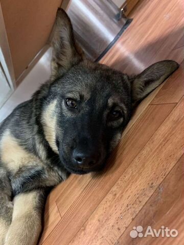 Ванечка 4,5 месяца в добрые руки в дар