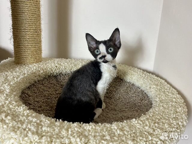 Девон рекс кошечка Венеция