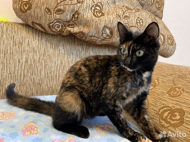 Кошки в добрые руки бесплатно