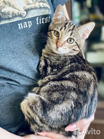 Котёнок Ягуар в добрые руки