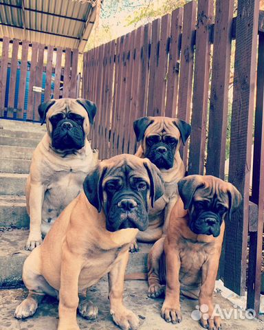 Бульмастифчики