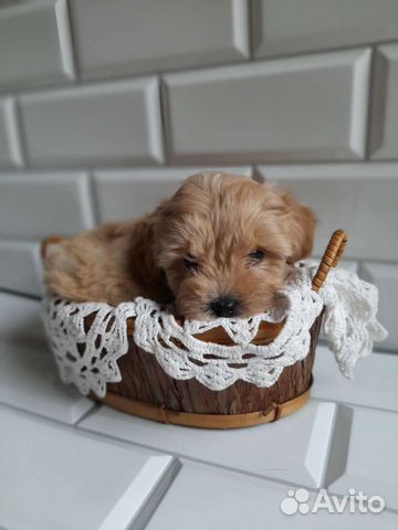 Мальтипу Ф1 пушистое счастье