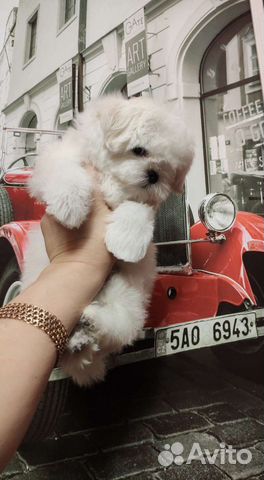Мальтезе мальчик