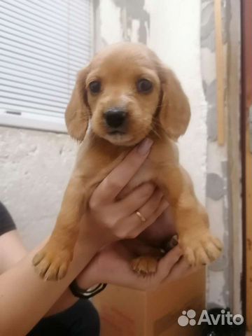 Собака в добрые руки щенок