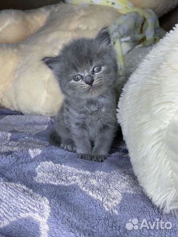 Британский котенок