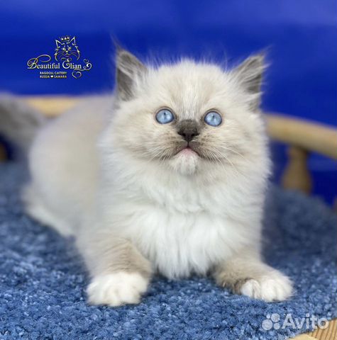 Котенок рэгдолл