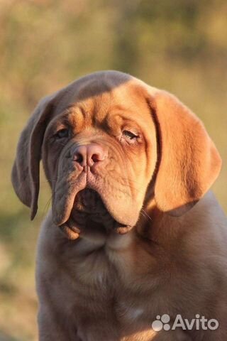 Бордоский дог, мальчик