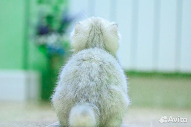 Маленькая лапочка