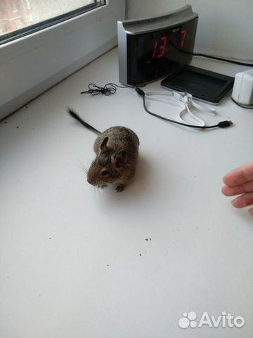 Белочка Чилийская (Дэгу)