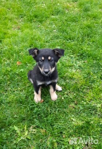 Щенок мальчик 3 месяца