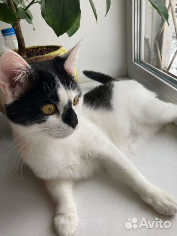 Очаровательный домашний котёнок, девочка
