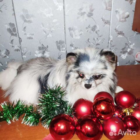 Шпиц миниатюра