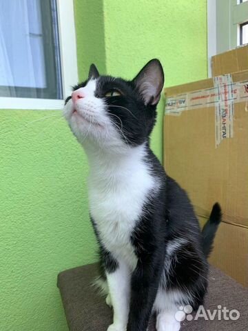 Кошка в дар