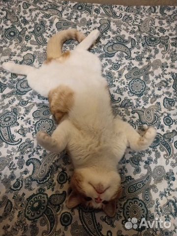 Кот Мед