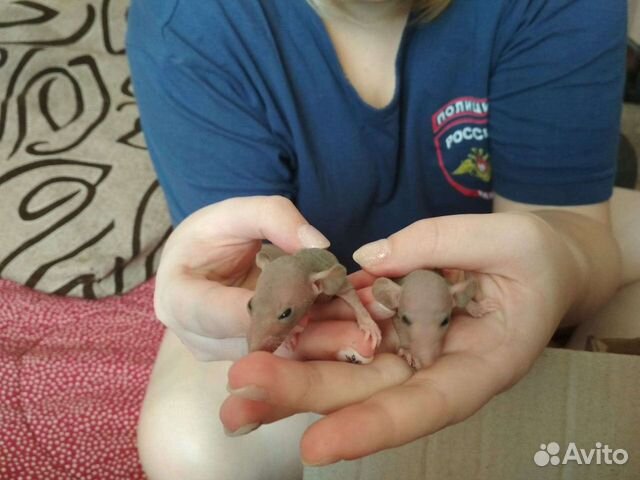 Крыса дамбо