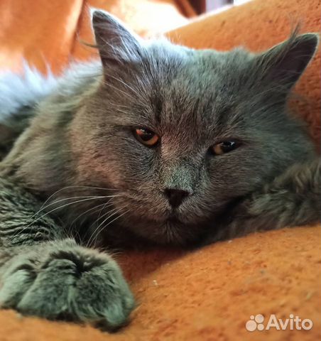 Кот ищет старый иди новый дом