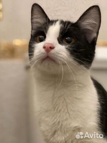 Котенок Крис ищет дом