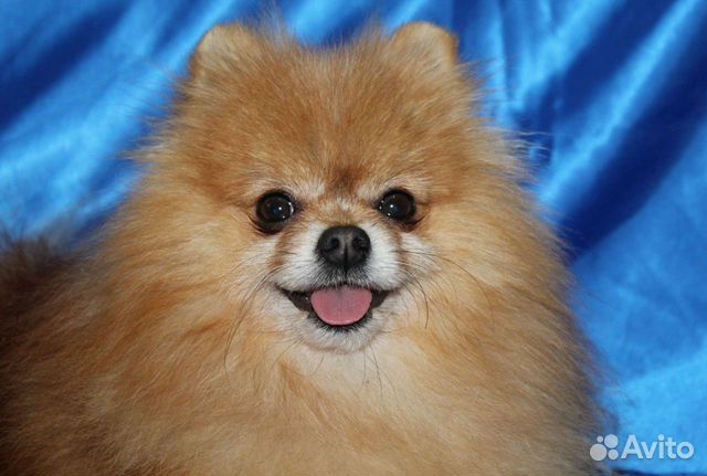 Померанский шпиц. Мальчик для вязки