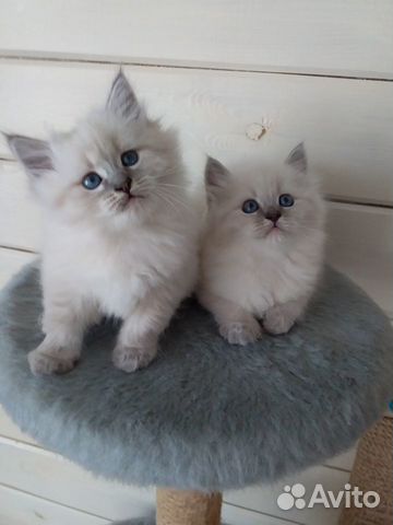 Кошки