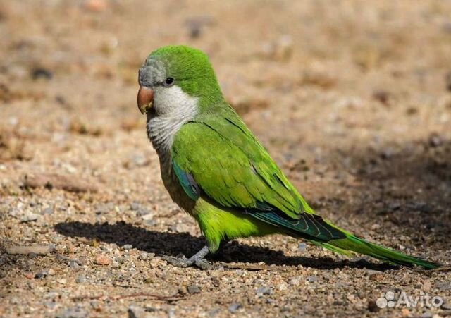 Калита монах зеленый выкормыш