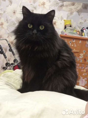 Кошка