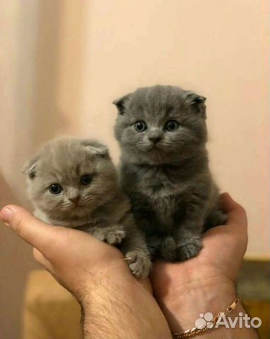 Шотландские мимишки