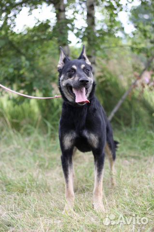 Спасите Макса из приюта