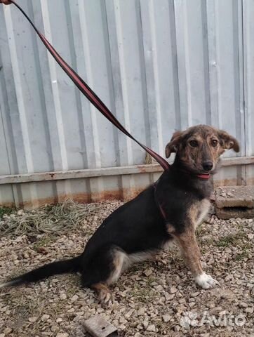 Собачка кроха в дар