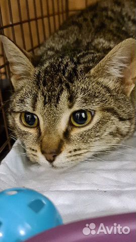 Котята 5 месяцев