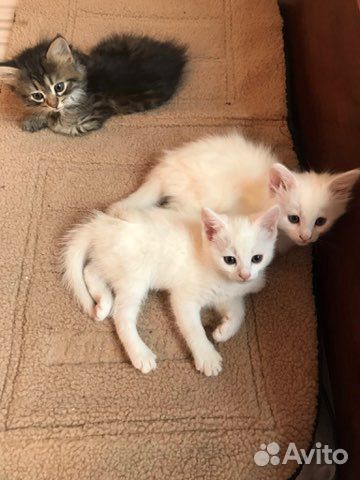 Котята турецкой ангоры бесплатно