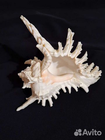 Ракушка морская Мурекс Ветвистый