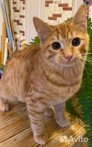 Яркий рыжик в добрые руки. Привезу