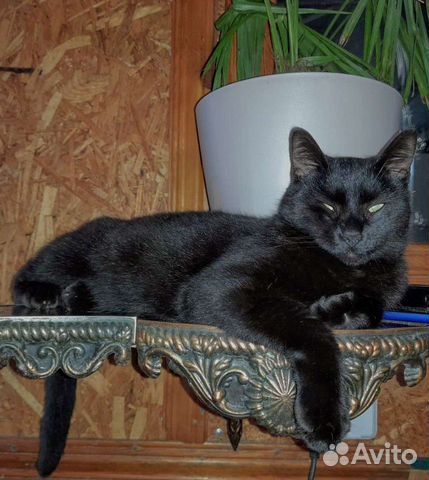 Отдам котенка (кошка)