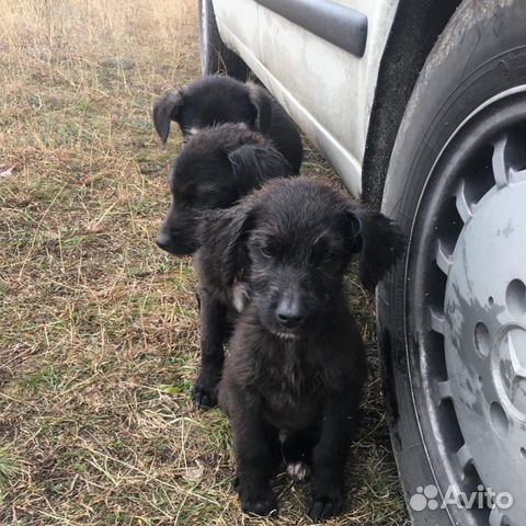 Щенки бородульки в добрые руки маму сбила машина