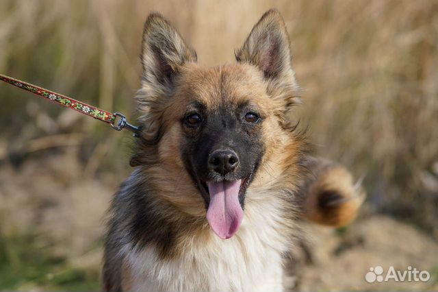 Небольшая собачка в добрые руки