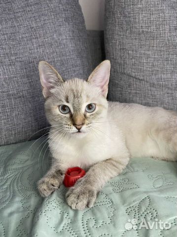 Отдам котенка девочку