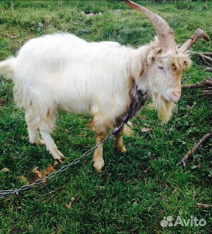 Козел ламанча и Козачка