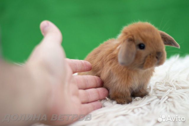 Девочка кролик вислоухая