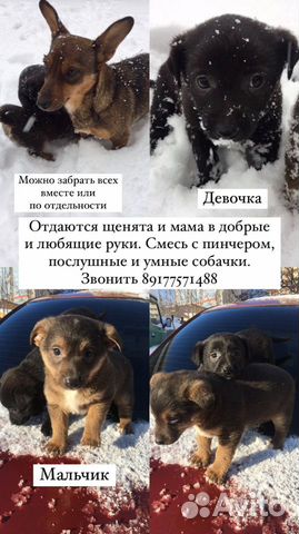Собаки в добрые руки