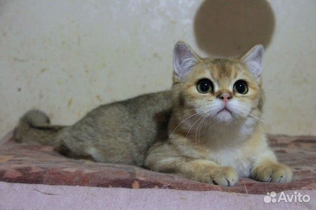 Балу - золотой котик