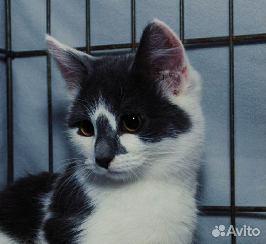 Котёнок девочка в добрые руки