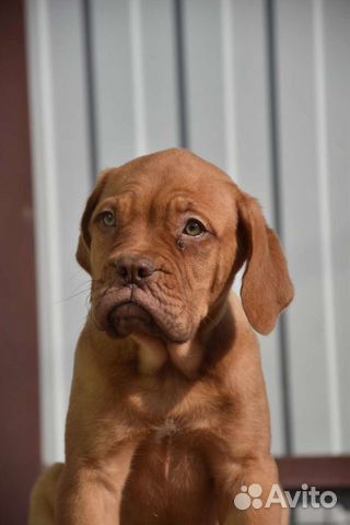 Бордоский дог