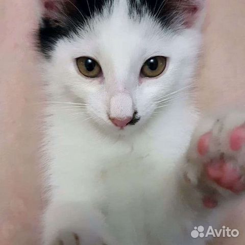 Бесплатно отдаю котенка в дар
