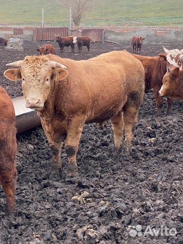 Бык 2,5 года