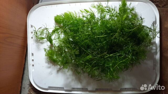 Роголистник, улитки Хелена