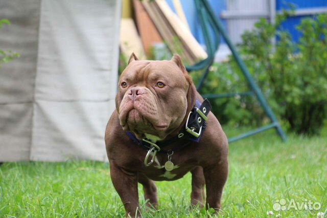 Американский булли покет