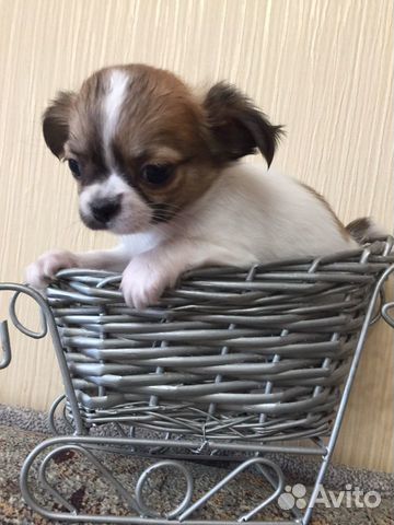 Чихуахуа девочка