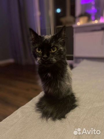 Кошка эксклюзивного окраса