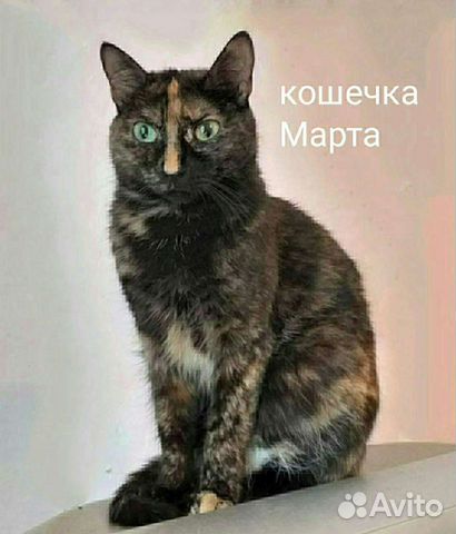 Кошечка Марта в добрые руки